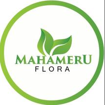 Jual Rumput raja / King Grass - Kota Batu - MAHAMERU FLORA | Tokopedia