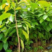 Jual Rumput Rhodes - Kab. Blitar - GreenPlantAno | Tokopedia