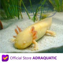 Jual AXOLOTL GOLDEN GOLD DOGFISH SALAMANDER WALKING FISH AIR TAWAR ...