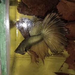Jual ikan cupang slayer butterfly cantik / cupang hias slayer butterfly ...