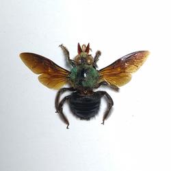 Jual AWETAN SERANGGA UNIK LEBAH KAYU ASLI INDONESIA X. CAERULEA (Male ...