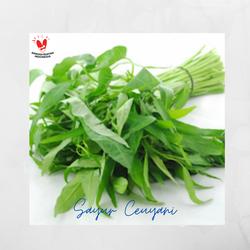 Jual KANGKUNG SAYUR [1 Ikat, ±150g] - Jakarta Selatan - SAYUR SEGAR ...