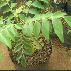 Jual bibit pohon daun kari, salam koja/ tanaman salam koja, daun kare ...
