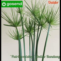 Jual Tanaman Air hias Papyrus mini - Kota Tangerang - All Landscape ...