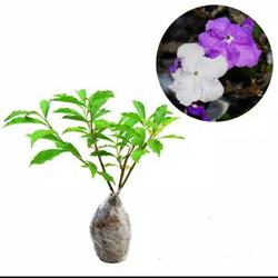 Jual tanaman hias melati costa hrga borongan - Kab. Cianjur - florist ...