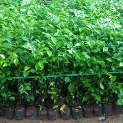 Jual Tanaman Teh Tehan / Teh Pagar / Acalypha Siamensis / Teh Tehan ...
