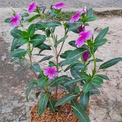 Jual paket tanaman tapak darah - Kota Tangerang Selatan - cantik garden ...