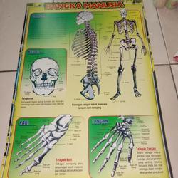 Jual carta rangka manusia / poster rangka manusia - Kota Bekasi - mitra ...