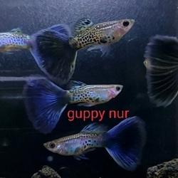 Jual Ikan Hias Guppy Metal SnakeSkin Blue Tail - betina - Kota Depok - HaveGoodMarked | Tokopedia