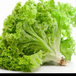 Jual Selada Keriting 1 Ikat [200 gr] Sayuran Segar - Jakarta Selatan ...