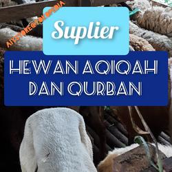 Jual Hewan Qurban Domba / Kambing Kurban Bobot 25 kg - Kota Bekasi - Master Domba Farm | Tokopedia