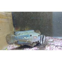 Jual IKAN CHANNA BLUE PULCHRA GRADE A SORTIR AN - 6-8 cm - Kota Depok ...
