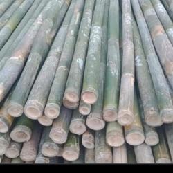 Jual Bambu Ukuran 8/10 untuk Proyek, Bambu Tiang, Bambu Steger - Harga ...
