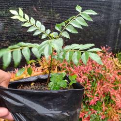 Jual Bibit Tanaman Salam Koja - Pohon Salam Koja - Daun Temuru - Daun ...