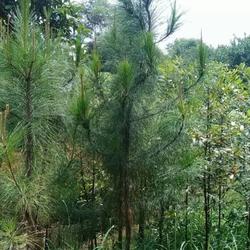 Jual pohon cemara pinus ukuran 100 -120 cm// tanaman hias cemara pinus ...