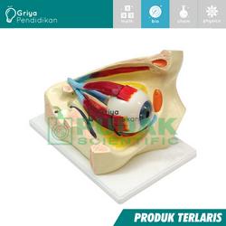 Jual Anatomi Mata Manusia | Alat Peraga Manusia | Eyeball Model - Kab ...