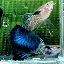 Jual Paket Hemat 5 Pasang Ikan Guppy Metal Snakeskin Blue Tail - Kota Depok - Fishtreasure. id ...