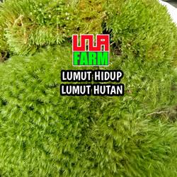 Jual Media tanam lumut hidup/mos hutan/living moss/lumut segar/100gram ...