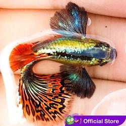 Jual Guppy Platinum Red Mozaik / Ikan Hias Air Tawar Aquascape - Jantan - Kab. Tulungagung ...
