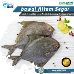 Jual Ikan Bawal Hitam Laut segar / Black Pomfret 1kg 2-4 ekor - 1 kg ...