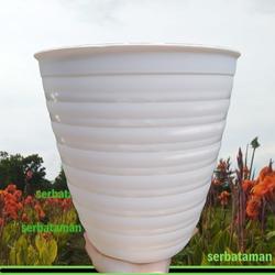 Promo POT BUNGA TANAMAN TINGGI TAWON PIRUS PUTIH ORIGINAL BUDI JAYA ...