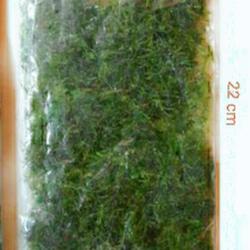 Jual Tanaman Lempeng moss Java - tanaman aquascape low co2 - Kota Depok - Team kutu | Tokopedia