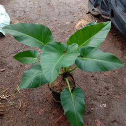Jual Philodendron Marble / Tanaman Hias Philo Marble / Tanaman Indoor ...