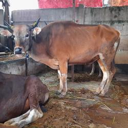 Jual sapi bali qurban bobot 300 KG - LUNAS - Kota Bekasi - Rumah Batu Alam KA | Tokopedia