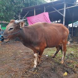 Jual sapi bali qurban bobot 300 KG - LUNAS - Kota Bekasi - Rumah Batu Alam KA | Tokopedia