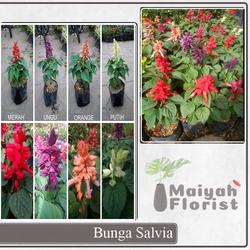 Jual Tanaman Hias Bunga Salvia Berbunga ( Sedia 4 Warna) - taman ...