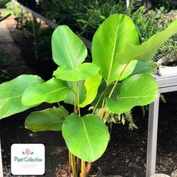 Jual Tanaman hias Pisang Calathea Lutea / Pisang Calathea Lutea - Kab ...