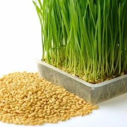 Jual Bibit / Benih /Seeds Wheatgrass Rumput Gandum Meningkatkan ...