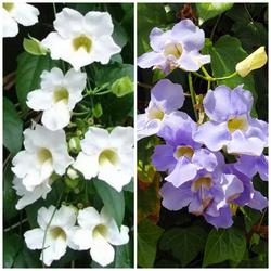 Jual Tanaman hias rambat thunbergia putih-tanaman merambat - Kab. Bogor ...