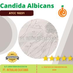 Jual Bakteri Staphylococcus aureus, strain: ATCC 25923 & 6538 (1 vial ...