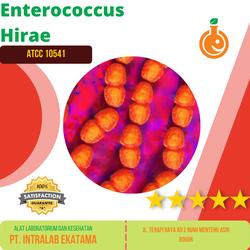 Jual Bakteri Staphylococcus aureus, strain: ATCC 25923 & 6538 (1 vial ...