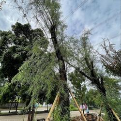 Jual Pohon Liang Liu / Janda Merana Tinggi 6-7 Meter - Jakarta Barat ...