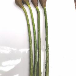 Jual propagul bibit mangrove/bakau super - Kab. Indramayu - rajanya ...