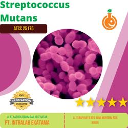 Jual Bakteri Staphylococcus aureus, strain: ATCC 25923 & 6538 (1 vial ...
