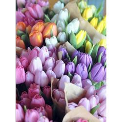 Setangkai Bunga Tulip Belanda