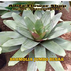 Jual tanaman hias bromelia giant pohon bromelia giant tanaman bromelia ...