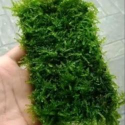 Jual Tanaman Lempeng moss Java - tanaman aquascape low co2 - Kota Depok - Team kutu | Tokopedia