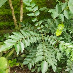 Jual Bibit Tanaman Salam Koja - Pohon Salam Koja - Daun Temuru - Daun ...