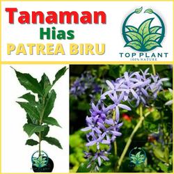 Jual Bibit Tanaman Hias Rambat Petrea Biru 40cm - Bunga Patrea Biru ...