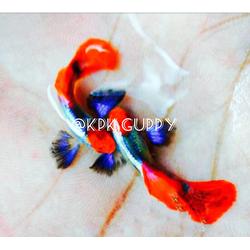Jual ikan Guppy PRTDE koi / platinum red tail Dumbo ear koi Grade A - betina - Kota Depok ...