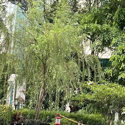 Promo Tanaman Pohon Liang Liu / Pohon Janda Merana / Salix babylonica ...