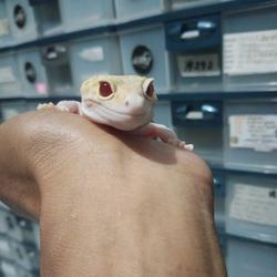 Jual Leopard Gecko [Kualitas Premium] - Super Raptor, Male - Kab ...