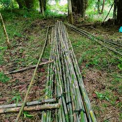 Jual Tiang Bendera Bambu Umbul-umbul Merah Putih Tongkat Bambu Tiang ...