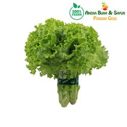 Jual Selada Keriting 1 Ikat [200 gr] Sayuran Segar - Jakarta Selatan ...