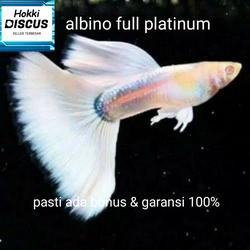 Jual Ikan Hias Guppy Air Tawar Albino Full Red - betina - Kota Depok - Fishtreasure. id | Tokopedia