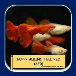 Jual Ikan Guppy AFR Albino Full Red Jantan Betina - Ikan Hias Air Tawar Aquascape - Betina ...